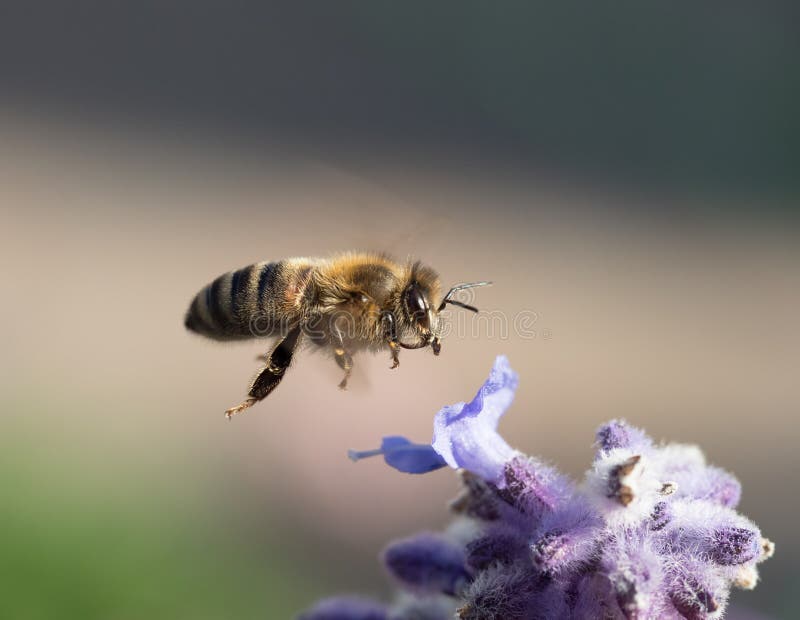 Honey bee flight stock image. Image of black, flight - 58252607