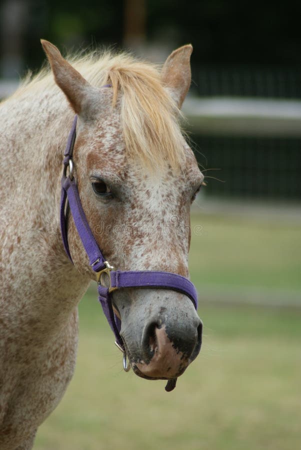 Horse stock photo. Image of coat, withers, ponies, stable - 175729368