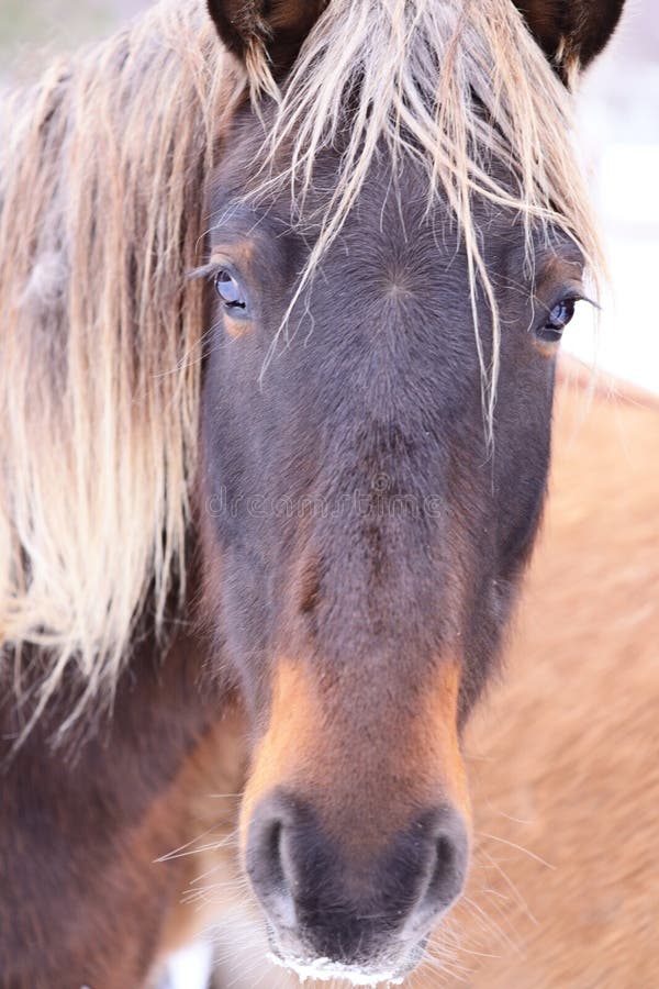 A Close-up Shot of a Horse with Flowing Mane and Tail Stock Photo ...