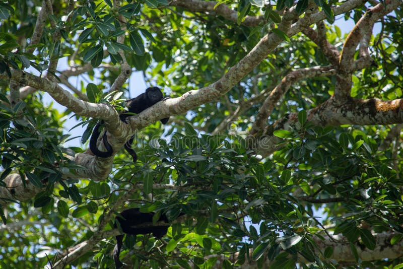 Close-up Shot of a Howler Monkey Sitting on a Tree Branch Stock Photo ...