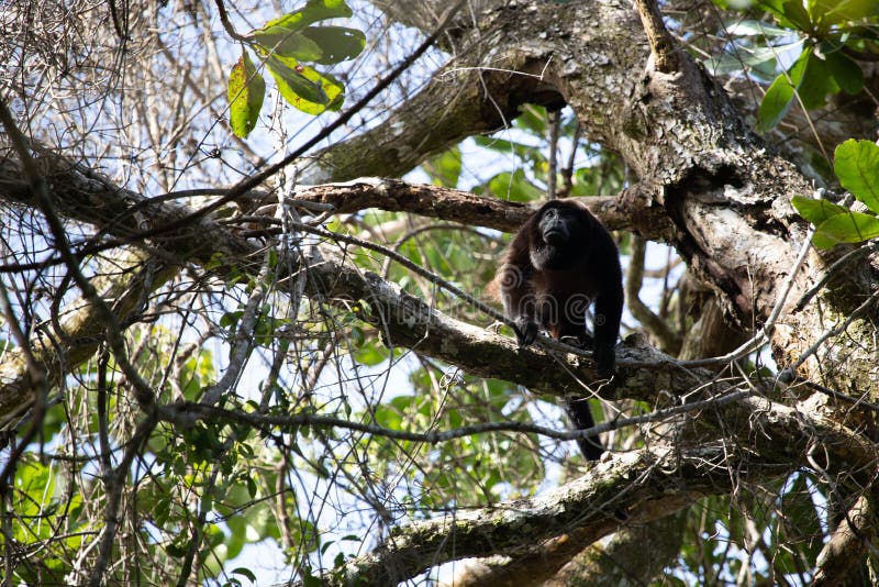 Close-up Shot of a Howler Monkey Sitting on a Tree Branch Stock Photo ...