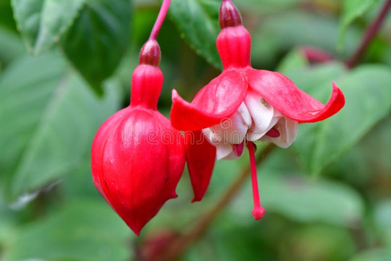 Hybrid fuchsia flower stock photo. Image of garden, hybrid - 243512218