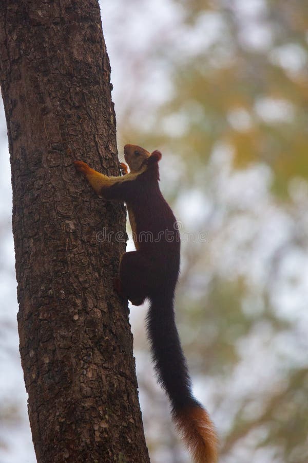 Close Up Shot of the Indian or Malabar Giant Squirrel Climbing a Tree ...