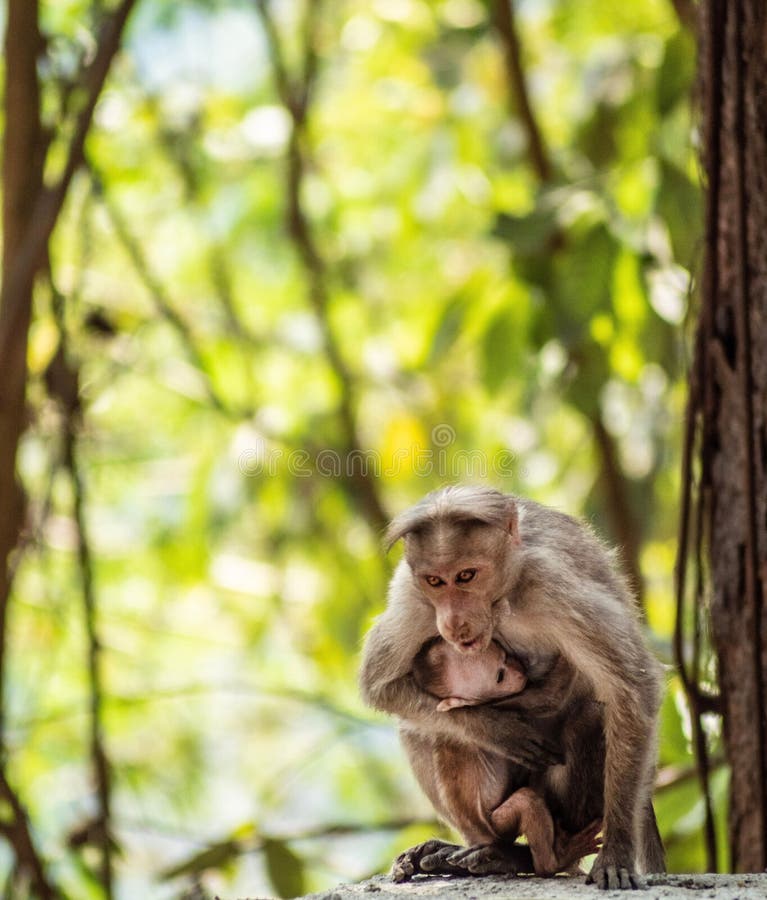 Close-up Shot of an Indian Monkey with a Baby on a Blurred Background ...