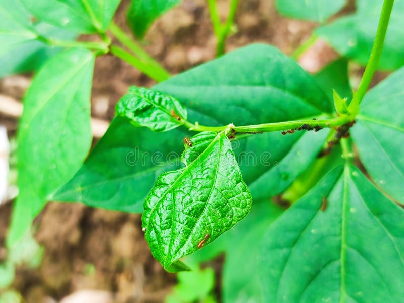 A Close-up Shot of an Insect Sitting Quietly on a Leaf of a Long Bean ...