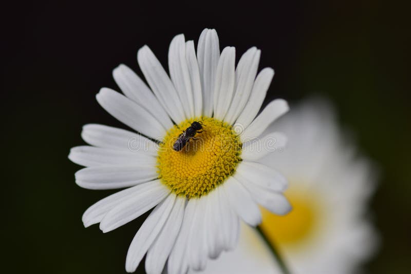 A Close Up Shot of Insects on White Daisy Flower Stock Image - Image of ...
