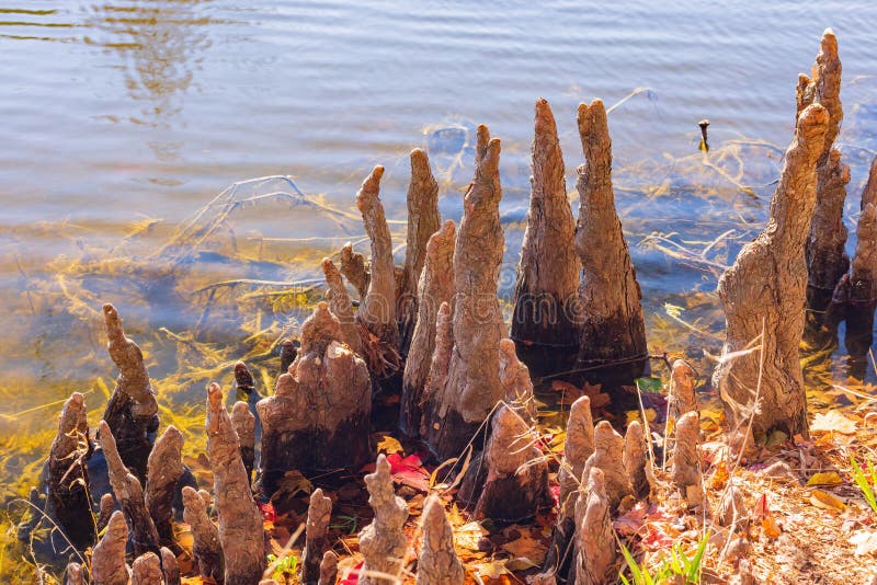 Close Up Shot of Interesting Tree Roots Along the Texas Native Trail ...