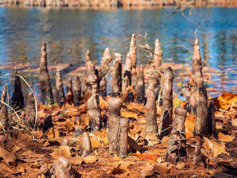 Close Up Shot of Interesting Tree Roots Along the Texas Native Trail ...