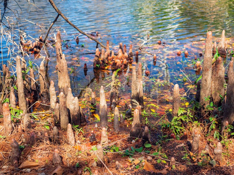 Close Up Shot of Interesting Tree Roots Along the Texas Native Trail ...