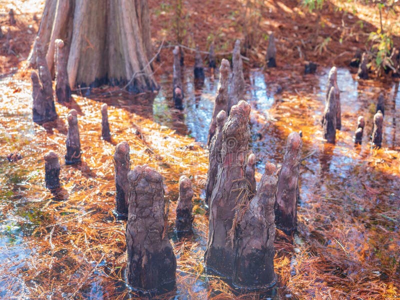 Close Up Shot of Interesting Tree Roots Along the Texas Native Trail ...