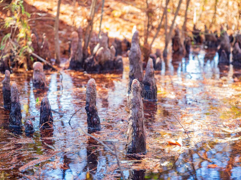 Close Up Shot of Interesting Tree Roots Along the Texas Native Trail ...
