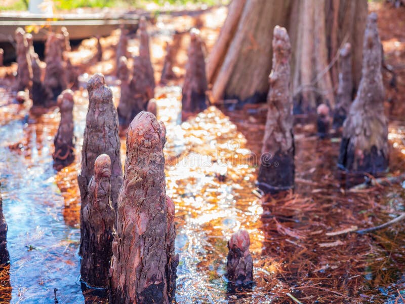 Close Up Shot of Interesting Tree Roots Along the Texas Native Trail ...