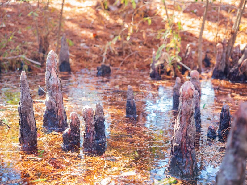 Close Up Shot of Interesting Tree Roots Along the Texas Native Trail ...