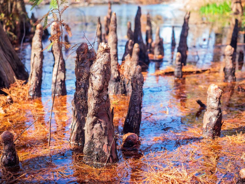 Close Up Shot of Interesting Tree Roots Along the Texas Native Trail ...