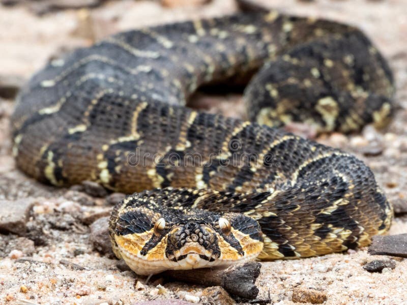 Puff Adder Striking Stock Photos - Free & Royalty-Free Stock Photos ...