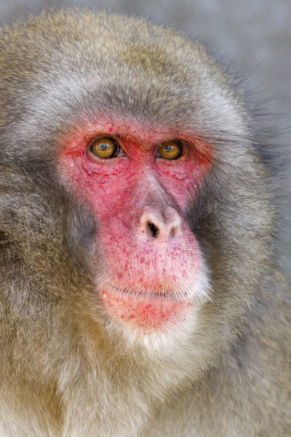 Close Up Shot of a Japanese Macaque Stock Image - Image of ...