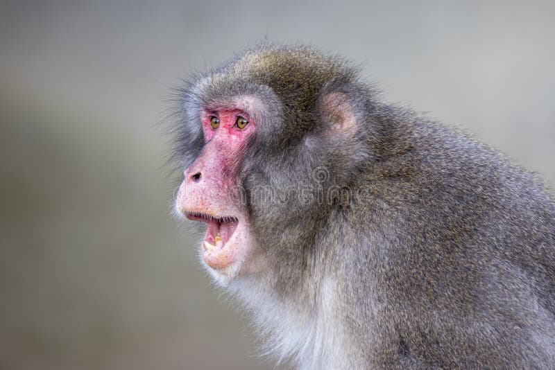 Close Up Shot of a Japanese Macaque Stock Photo - Image of animal ...