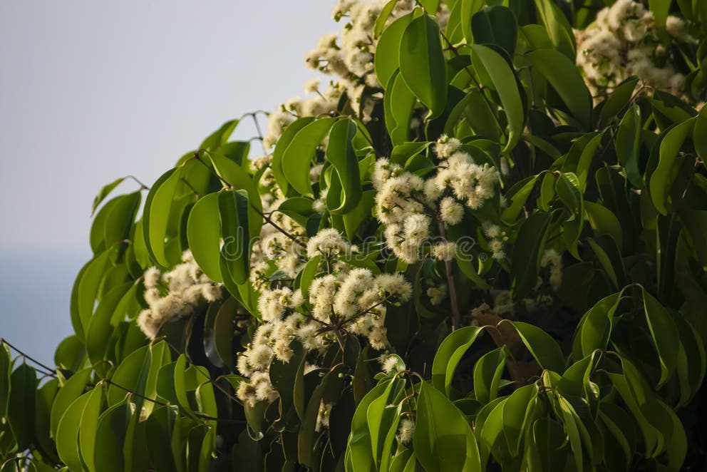 Close-up Shot of the Java Plum Trees in the Tropical Garden. Stock ...