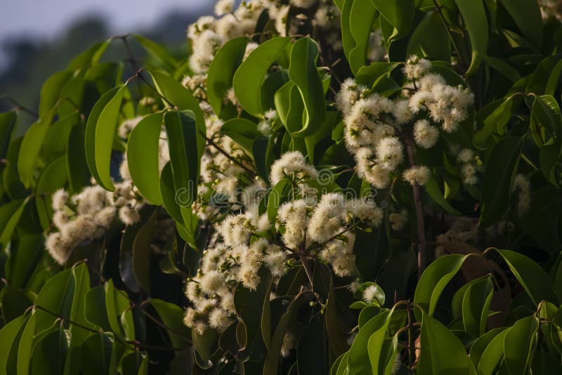 Close-up Shot of the Java Plum Trees in the Tropical Garden. Nature ...