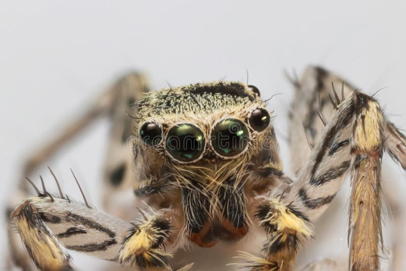 Close Up Shot of Jumping Spider Stock Photo - Image of arachnid, small ...
