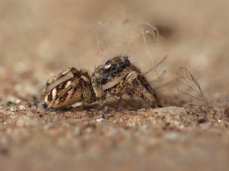 Jumping spider eating stock photo. Image of garden, background - 257485464