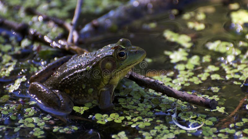 A Juvenile Red Tail Hawk at the Top of a Tree Stock Image - Image of ...