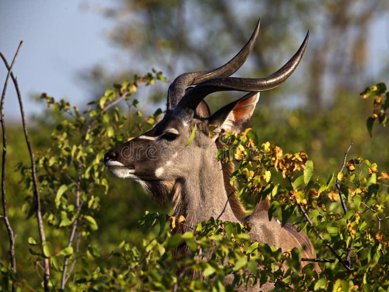 Close-up Shot of a Kudu during the Day in Namibia Stock Image - Image ...