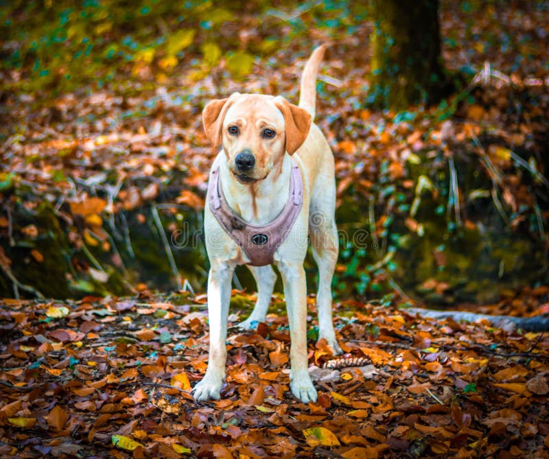 Close-up Shot of a Labrador Retriever Standing Alone in the Autumn ...