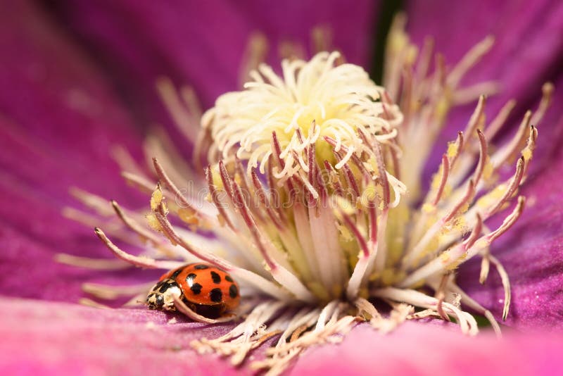 Close-up Shot of a Ladybug on a Flower in a Garden Stock Photo - Image ...