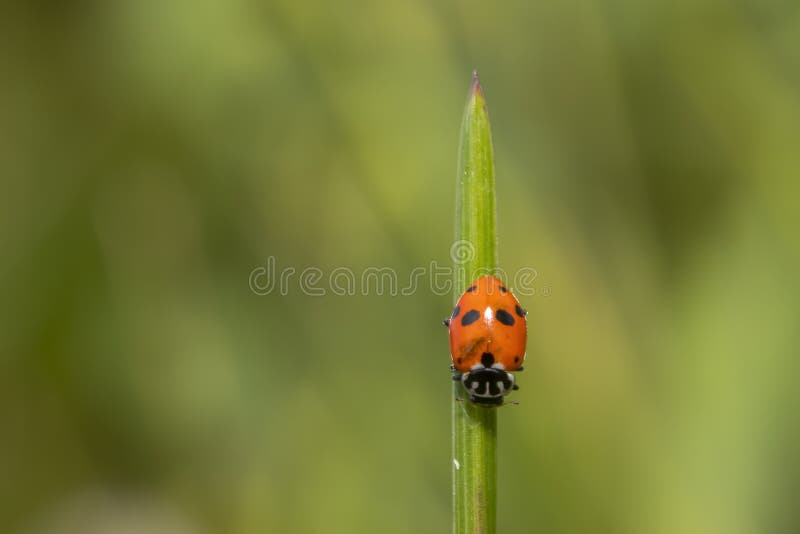 Close Up Shot of Ladybug INSECT Stock Photo - Image of environment ...