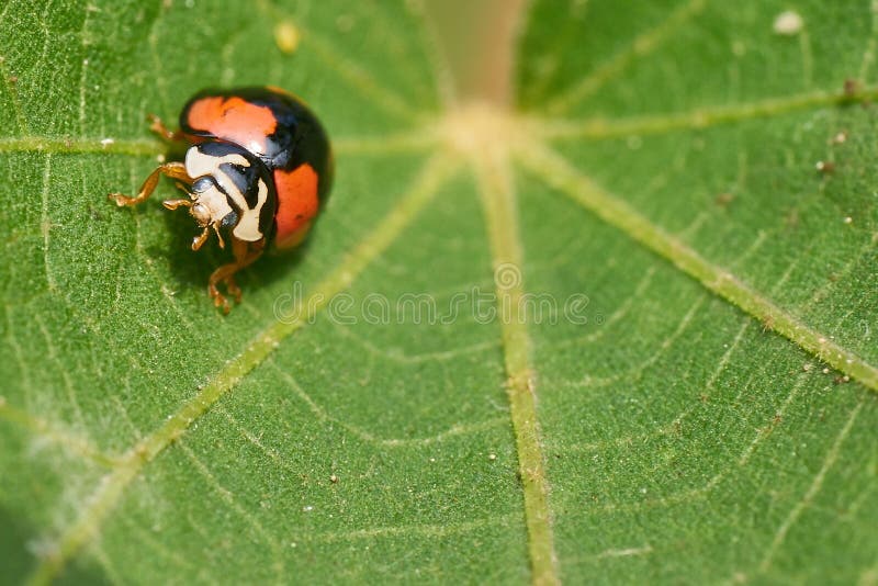 Close-up Shot of a Ladybug on a Leaf Stock Photo - Image of ladybug ...