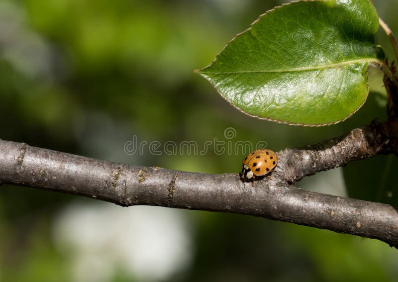 Close Up Shot Ladybug on a Tree Branch. Stock Photo - Image of ...