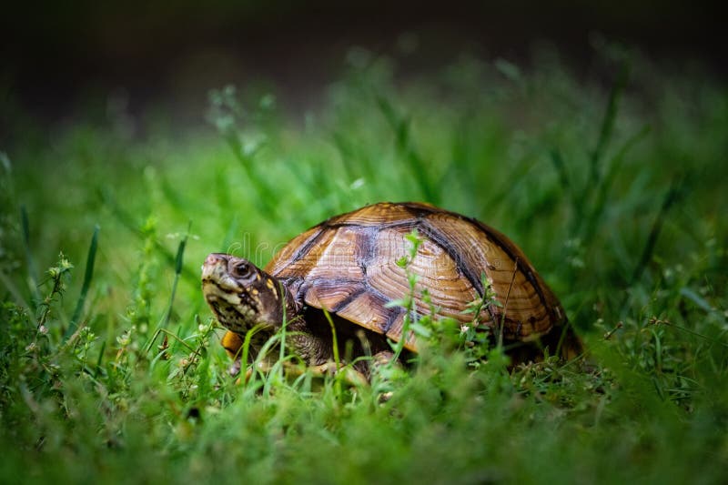 Close-up Shot of a Land Turtle in the Grass Stock Photo - Image of ...