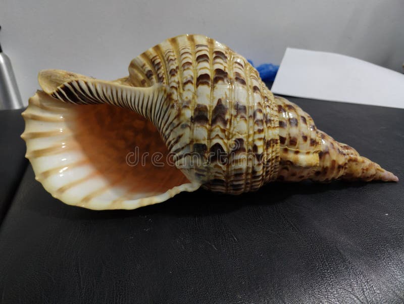 263 Exotic Animal Website Stock Photos - Free & Royalty-Free Stock ...