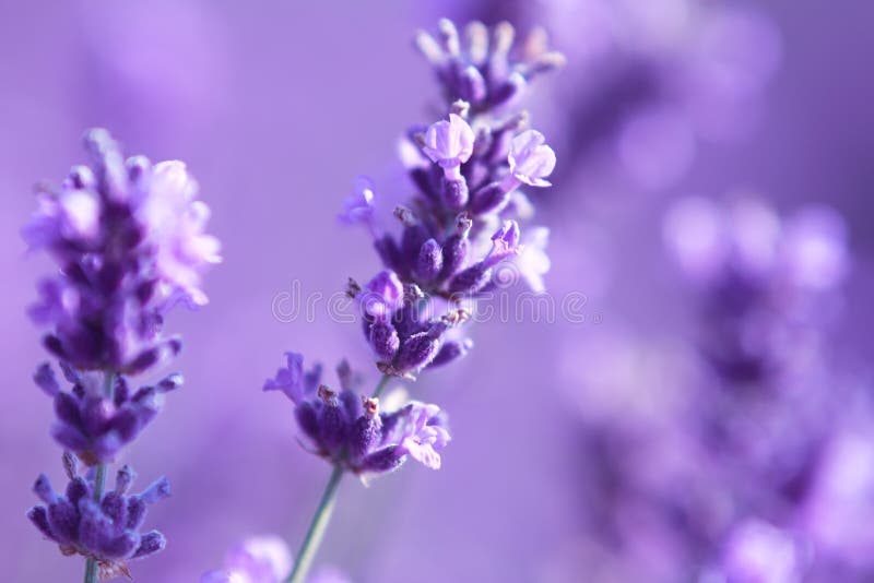 Close-up of Lavender Flowers in Summer Stock Image - Image of ...