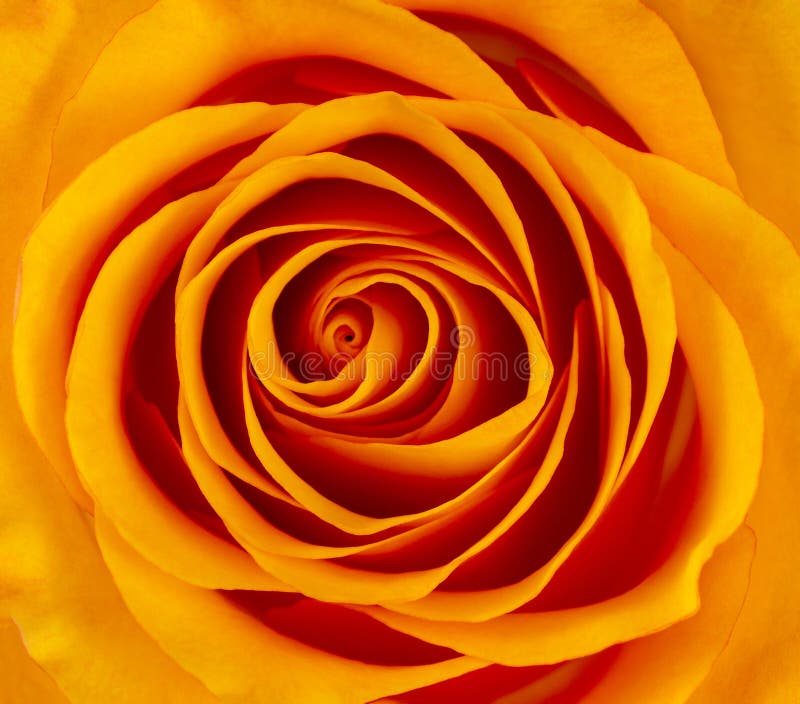 Close-up Shot of Layers of Yellow - Orange Rose Petals Stock Image ...