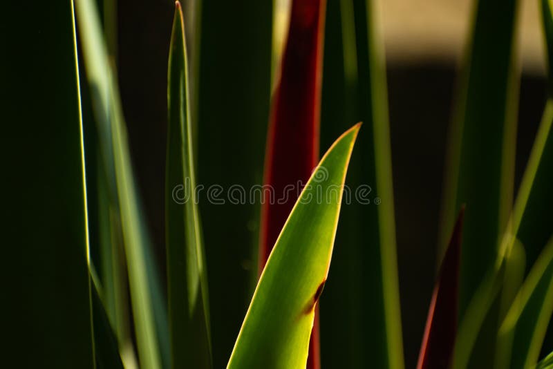 Leaf blade stock image. Image of line, sunlight, nature - 260490793