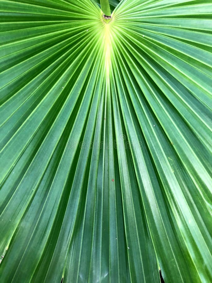 Close-up shot on leaf stock photo. Image of coolioil - 221657560