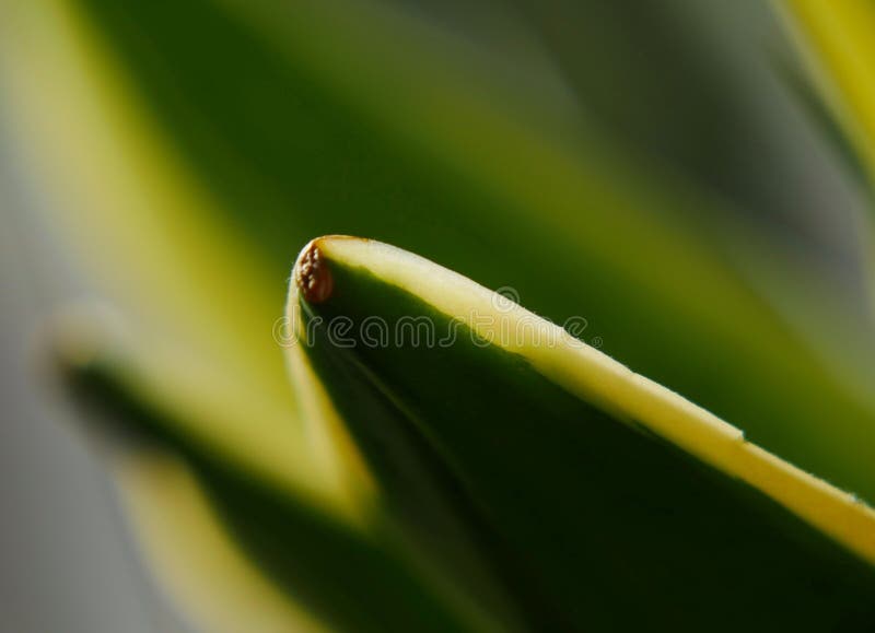 A Close-up Shot of a Leaf Tip with a Blurred Background Stock Photo ...