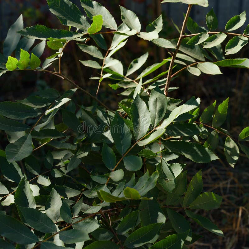 Closeup Shot of Leaves on Young Pecan Tree Stock Photo - Image of plant ...