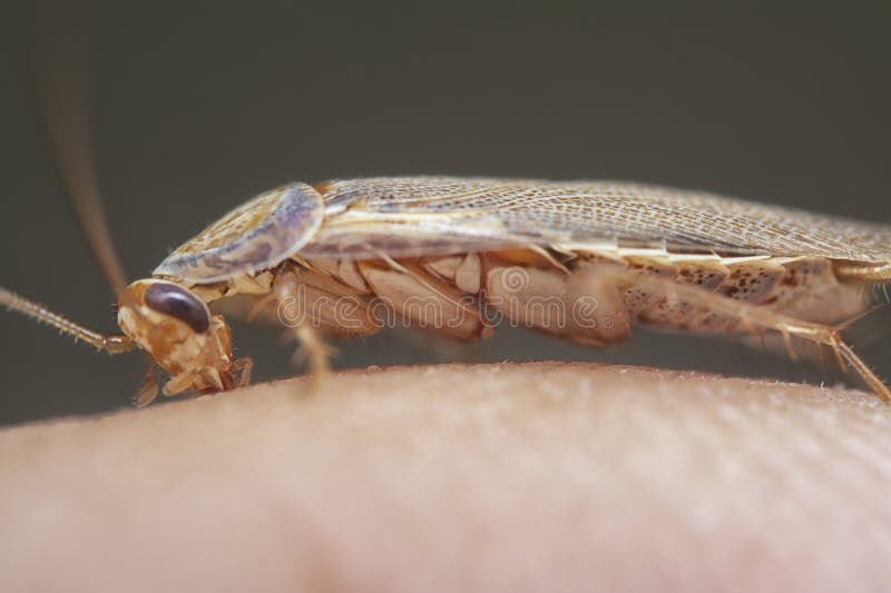Close Up Shot of the Light Brown Garden Cockroach. Stock Photo - Image ...