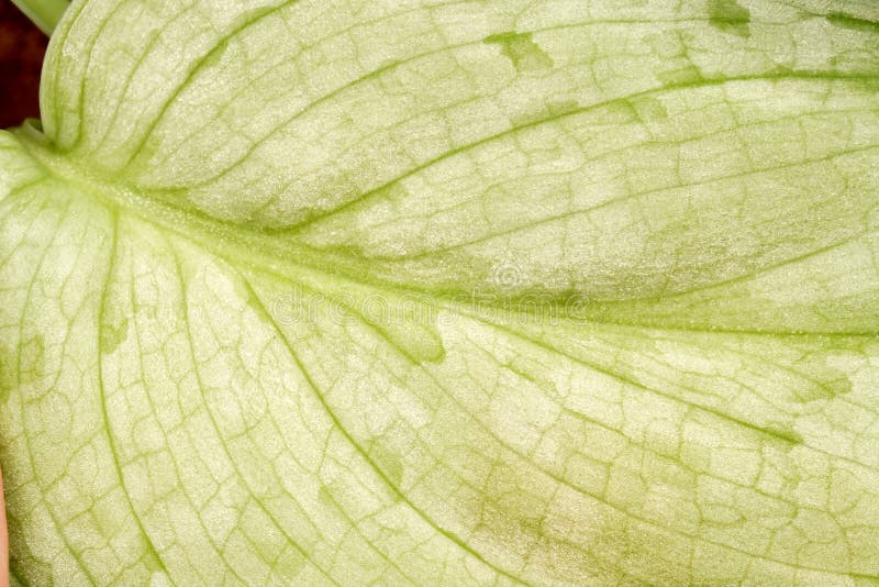 A Close-up Shot of a Light Green Leaf Surface from the Scindapsus Plant ...