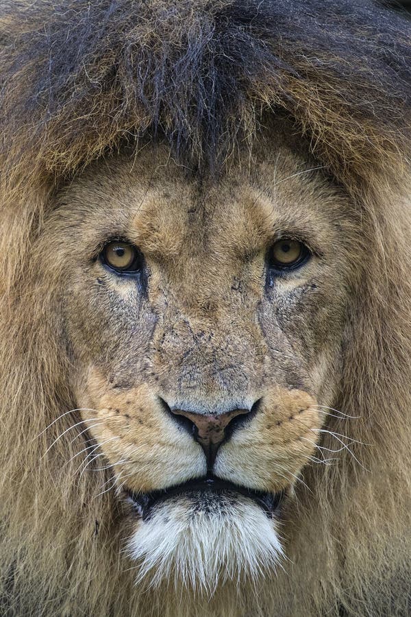 Lion Looking into the Camera Stock Photo - Image of life, nature: 116674356