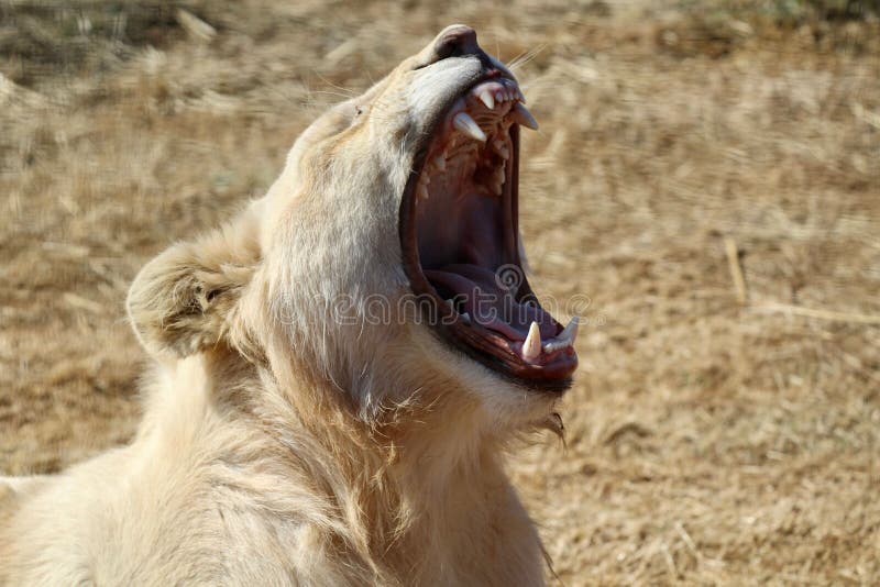 Close Up Shot of a Lioness Yawning Stock Image - Image of carnivore ...