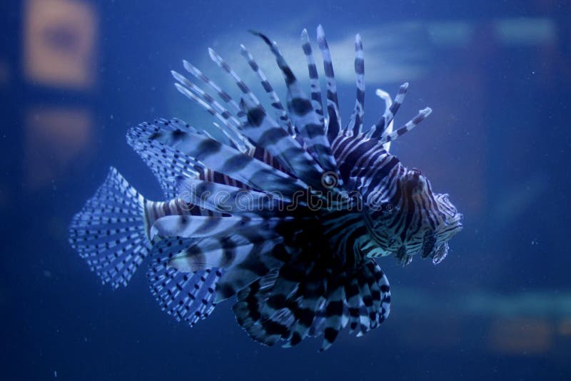 Close-up Shot of a Lionfish in an Aquarium Stock Image - Image of ...