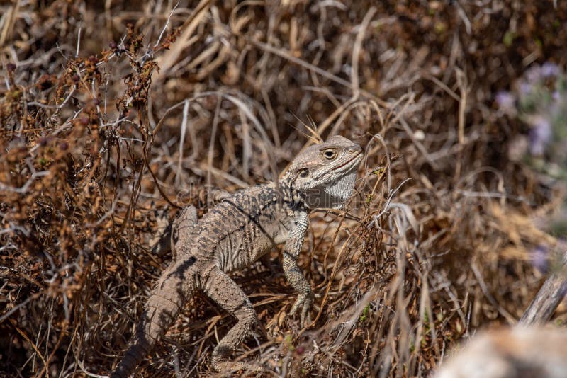 Close-up Shot of a Lizard on in Dry Grass Stock Image - Image of ...