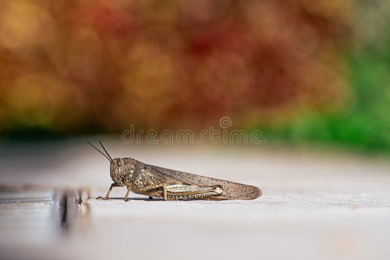 Close-up Shot of a Locust on the Ground Stock Photo - Image of ...