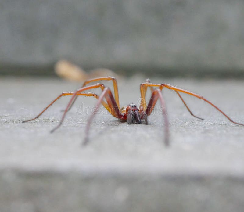 Close-up Shot of a Long-legged Spider on the Ground Stock Photo - Image ...