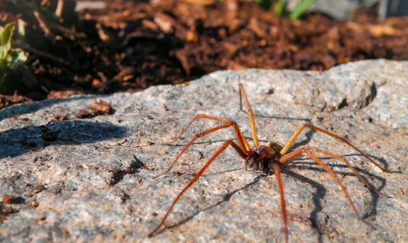 Close-up Shot of a Long-legged Spider on a Rock Stock Image - Image of ...