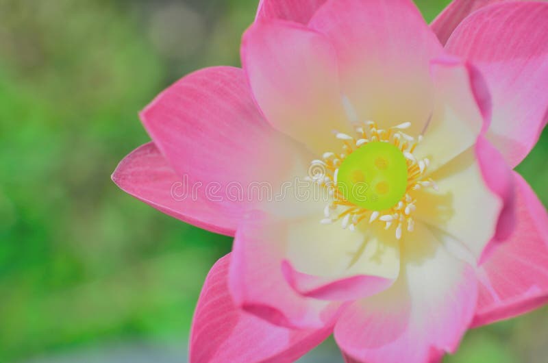 The Close Up Shot of the Lotus Showed the Beauty Inside Stock Photo ...